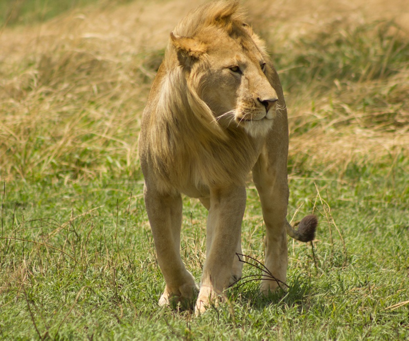 Tanzania Travel Experience - Wildlife Safari & Zanzibar Holiday ...