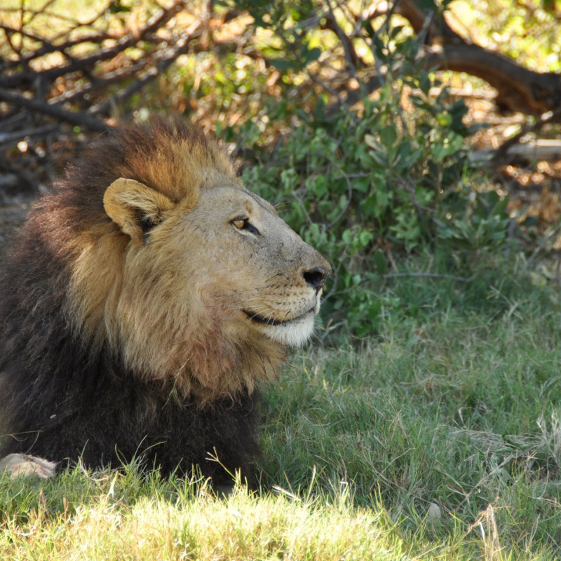 Our Botswana Safari Experience Review of Kalahari, Okavango Delta & Chobe