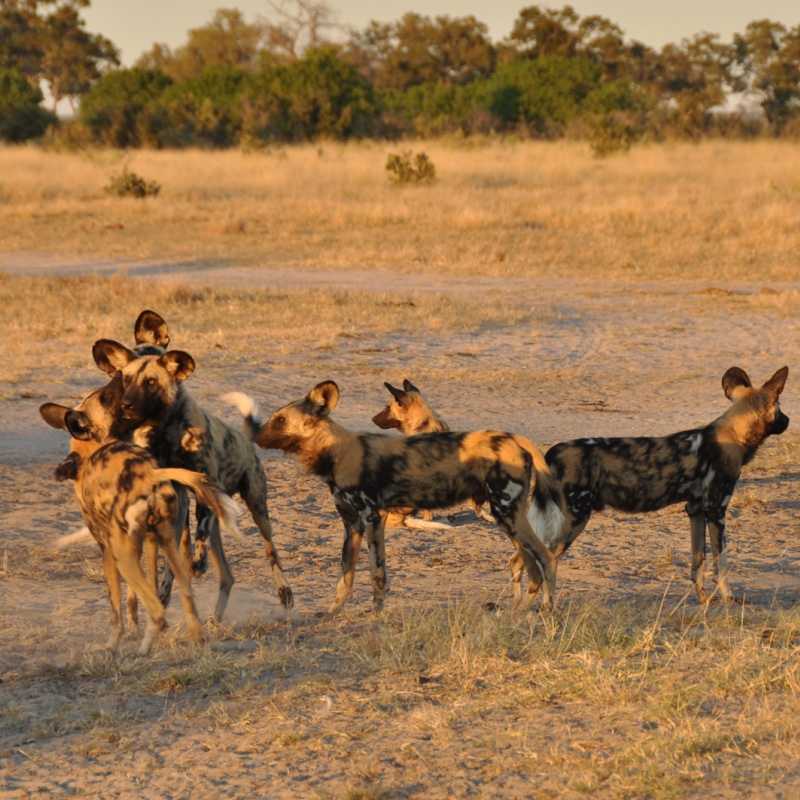 Our Botswana Safari Experience Review of Kalahari, Okavango Delta & Chobe