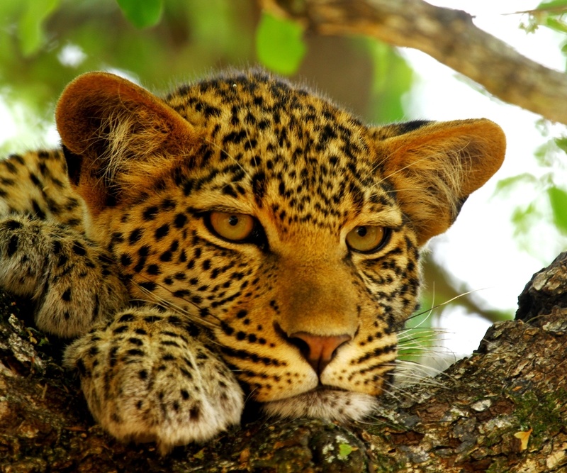 African Leopard: How to spot leopards on Safari - African Budget Safaris