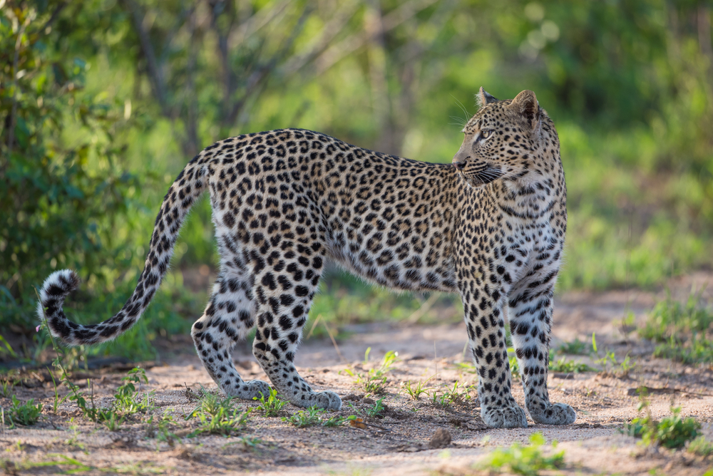 African Leopard: How to spot leopards on safari - African Budget Safaris