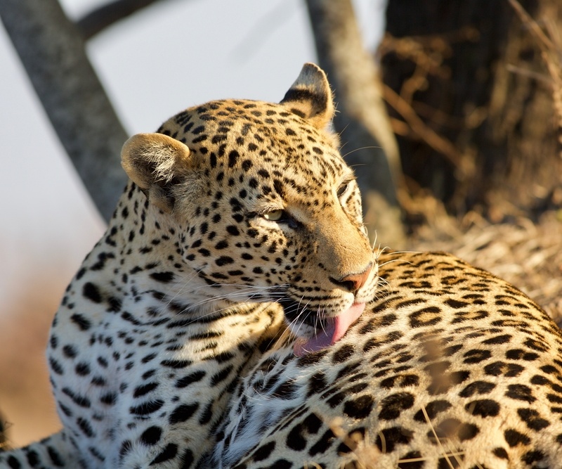 African Leopard: How to spot leopards on Safari - African Budget Safaris