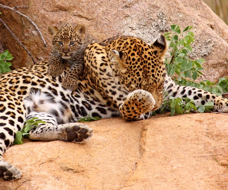 African Leopard: How to spot leopards on Safari - African Budget Safaris