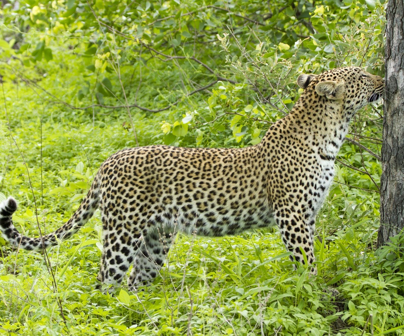 African Leopard: How to spot leopards on Safari - African Budget Safaris