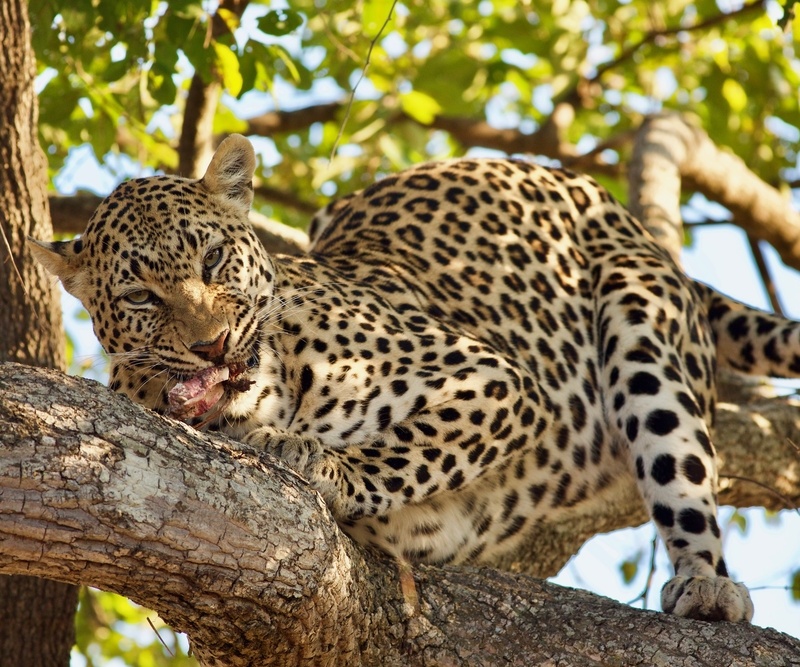 African Leopard: How to spot leopards on Safari - African Budget Safaris