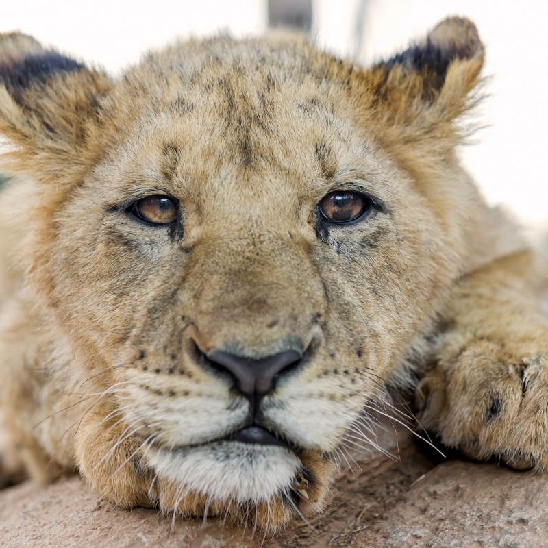 Canned Lion Hunting in Africa & How to Help Lion Conservation