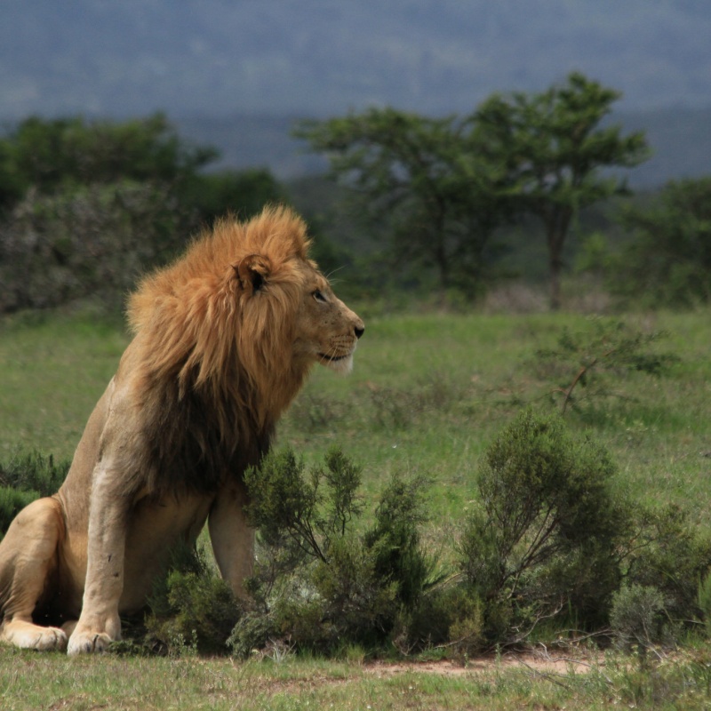 Canned Lion Hunting in Africa & How to Help Lion Conservation