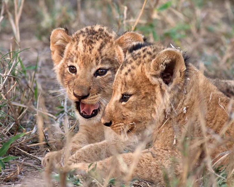 Canned Lion Hunting in Africa & How to Help Lion Conservation