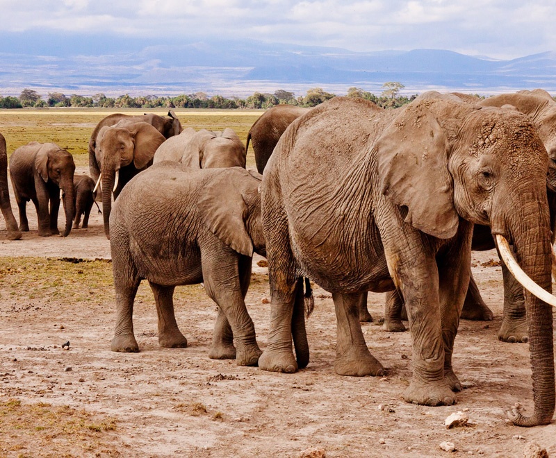 The Last Elephants | How to help save elephants in Africa | Elephant ...