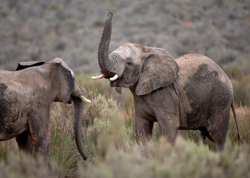 The Last Elephants | How to help save elephants in Africa | Elephant ...