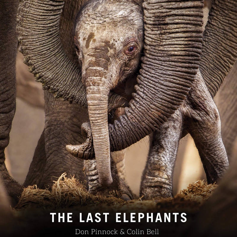 The Last Elephants | How to help save elephants in Africa | Elephant ...