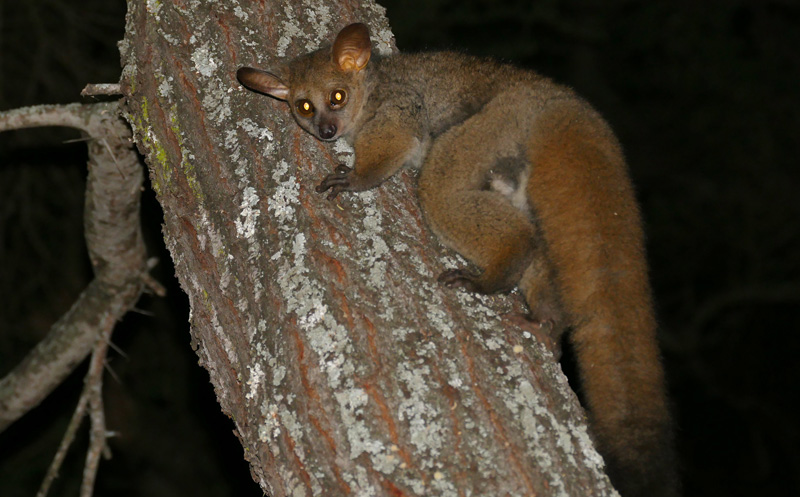 Kruger Wildlife Guide | Kruger Game Viewing Tips | How to Find Animals ...