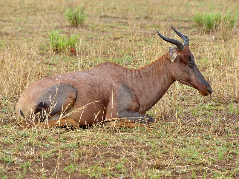 Kruger Wildlife Guide | Kruger Game Viewing Tips | How to Find Animals ...