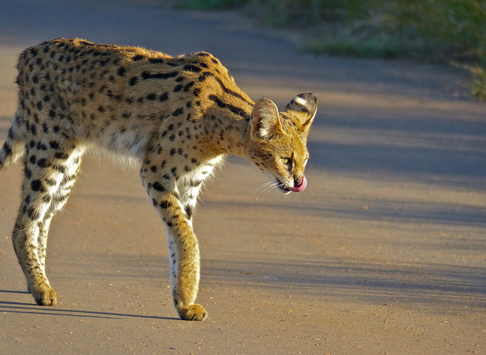 Kruger Wildlife Guide | Kruger Game Viewing Tips | How to Find Animals ...