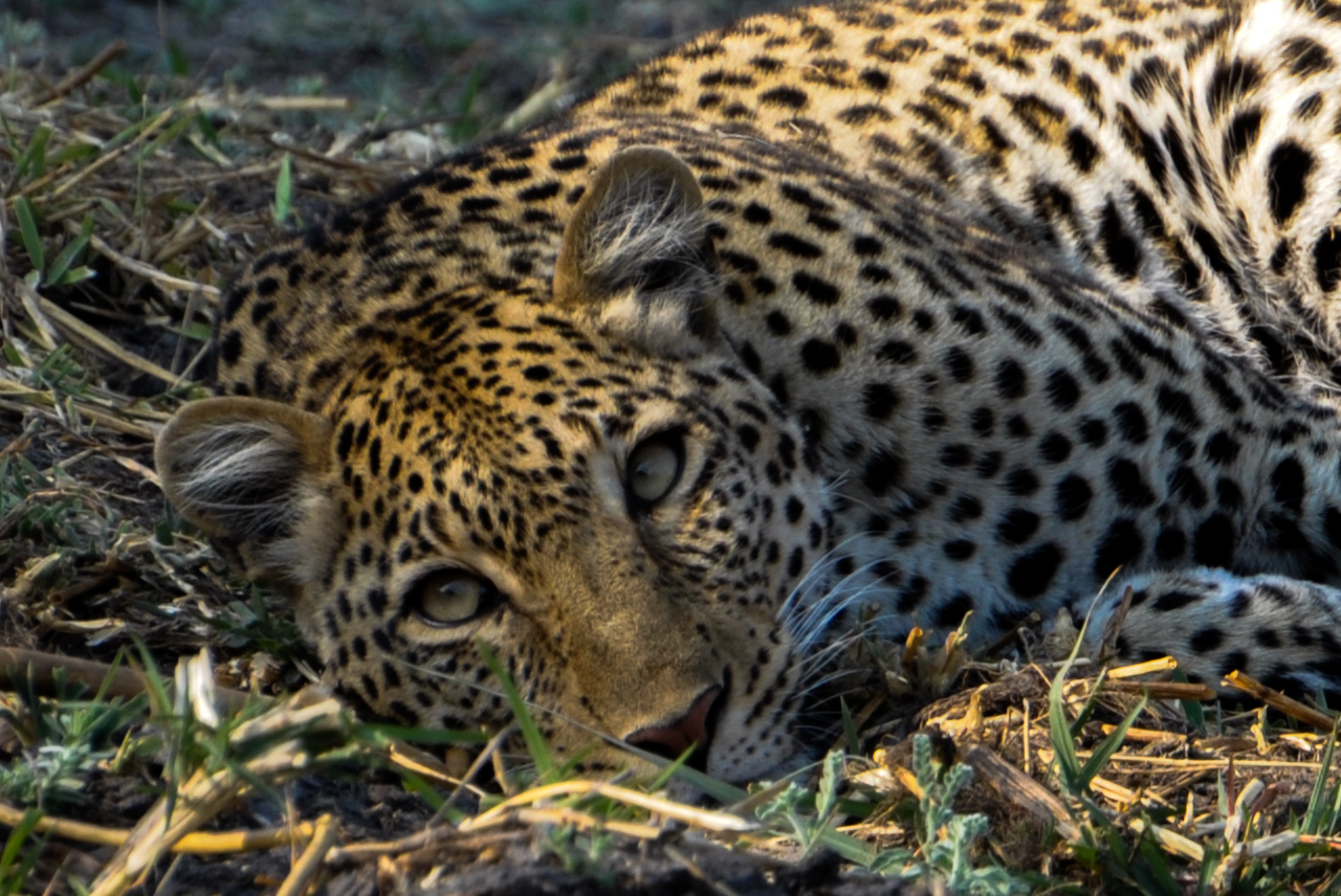 South Tanzania Safaris | Best Safaris in Africa | Ruaha & Selous