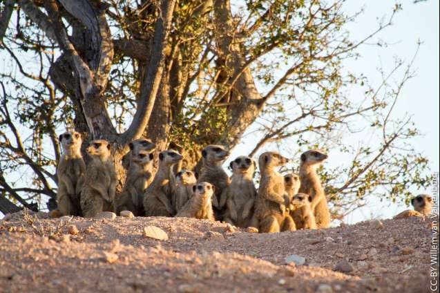 South Africa Safari | Where to go | Travel Guide | African Budget Safaris