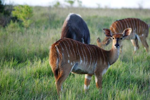 Eastern Cape Safaris: Addo, Kariega and Amakhala Tours | African Budget ...