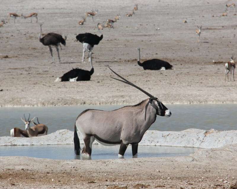 Best Budget Namibia Safari Tours 2020 | African Budget Safaris