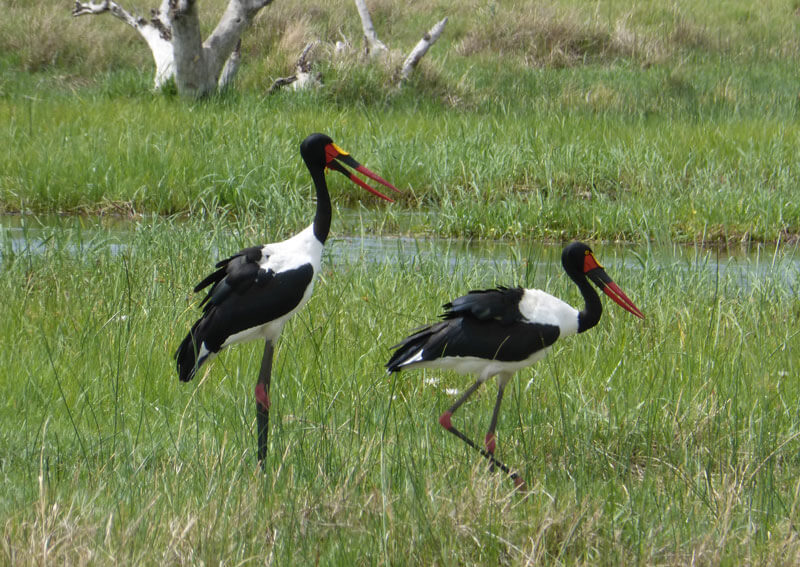 Budget Botswana Safari: Camping Safari in Botswana