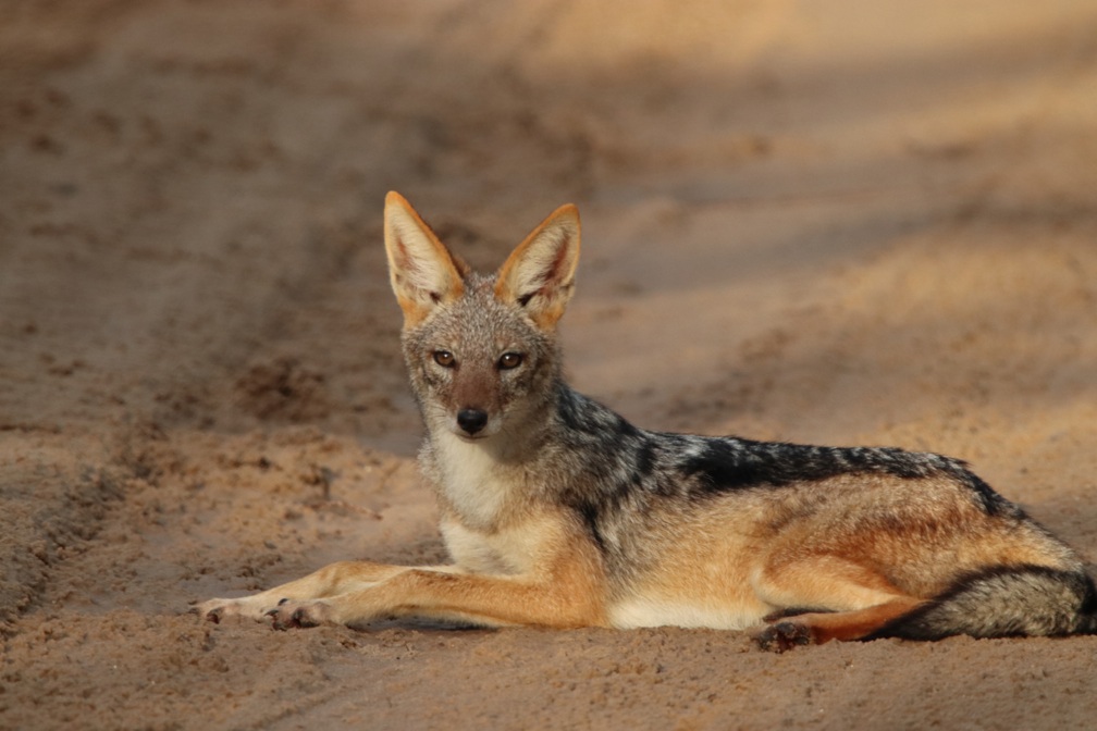 African Animal Facts - Big 5 Animals & Wildlife in Africa