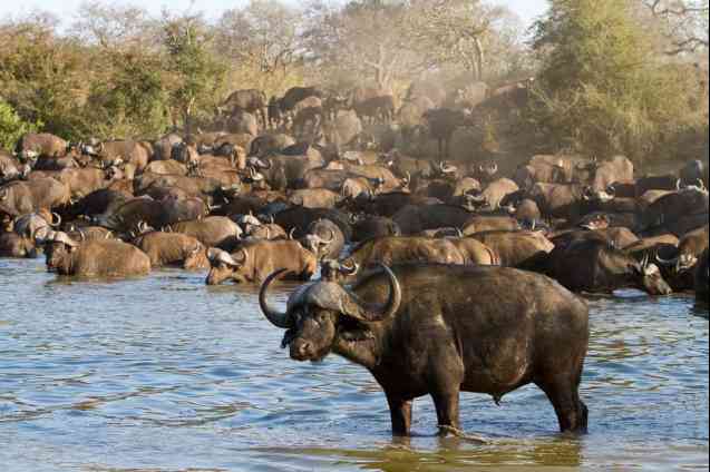 African Animal Facts - Big 5 Animals & Wildlife in Africa