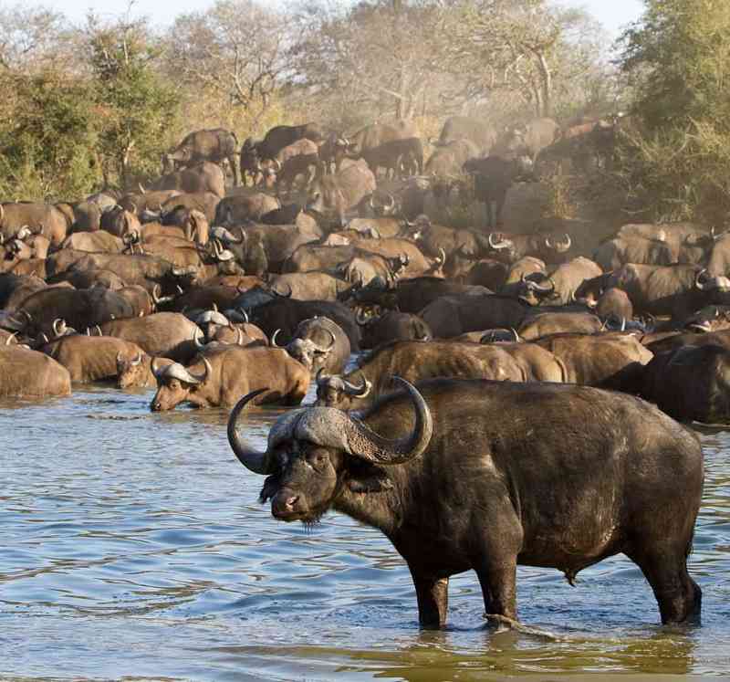African Animal Facts - About Big Five Wildlife