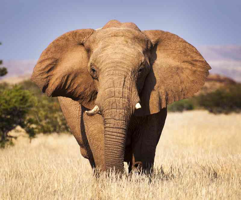 African Animal Facts - About Big Five Wildlife