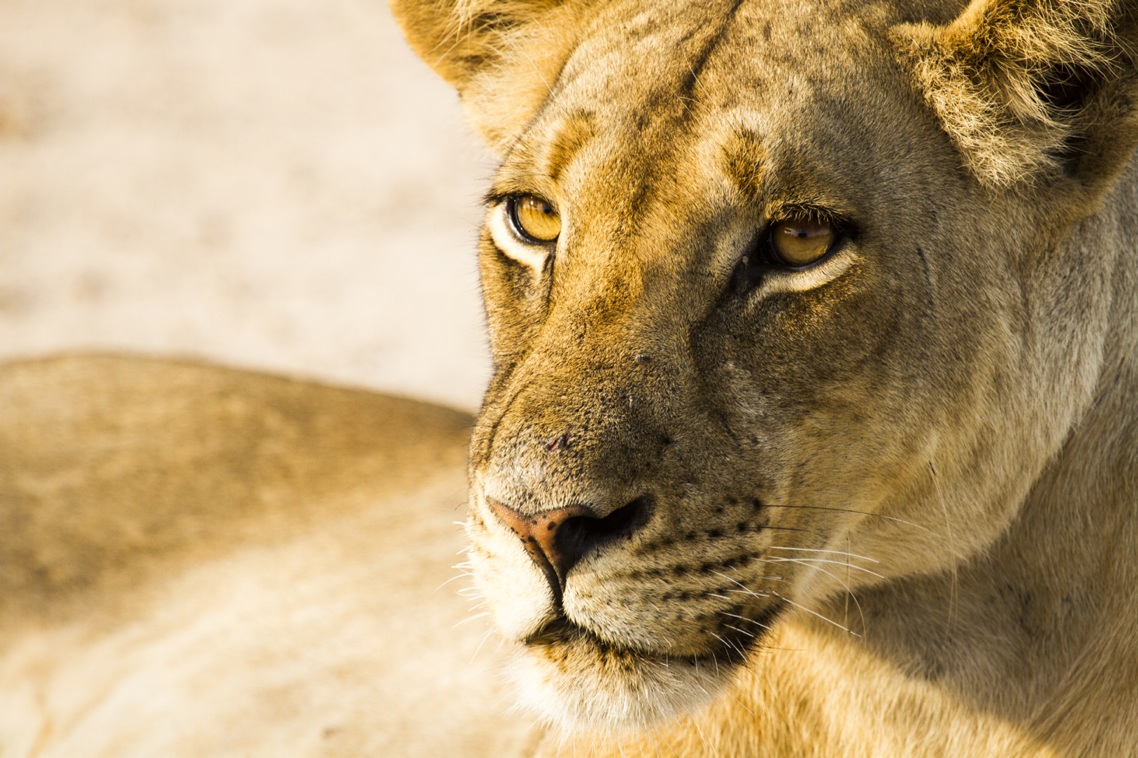 African Animal Facts - Big 5 Animals & Wildlife in Africa