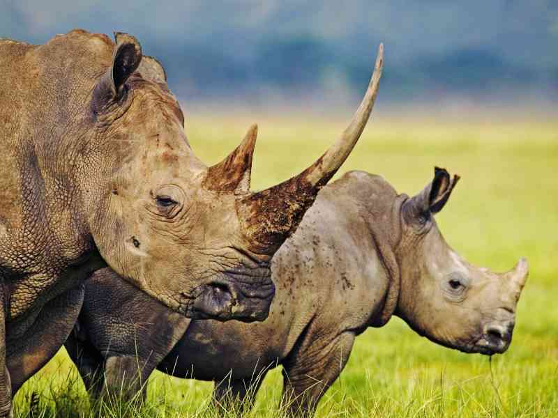 African Animal Facts - About Big Five Wildlife