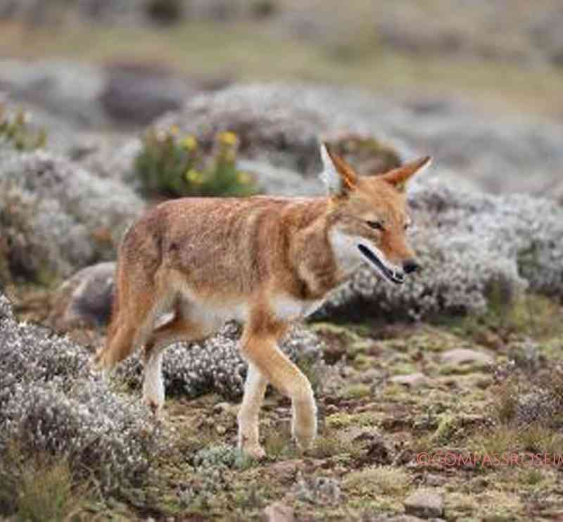 Ethiopia Travel Adventures - African Tribes Trip