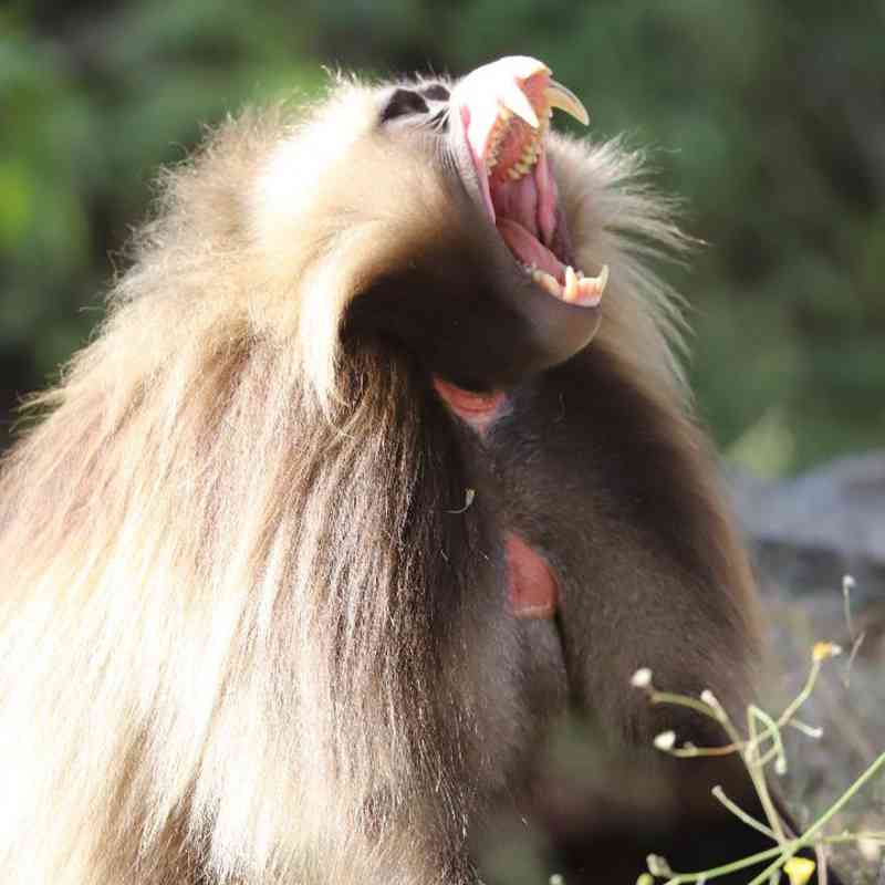 Ethiopia Travel Adventures - African Tribes Trip