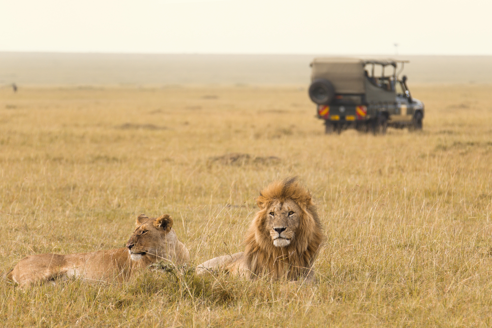 How to Plan an African Safari on a Budget | Safari Tips