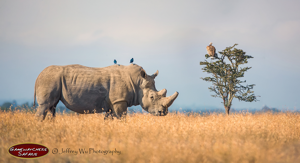 Gamewatchers Safaris - Best Safari Companies Kenya Safaris Porini Camps ...