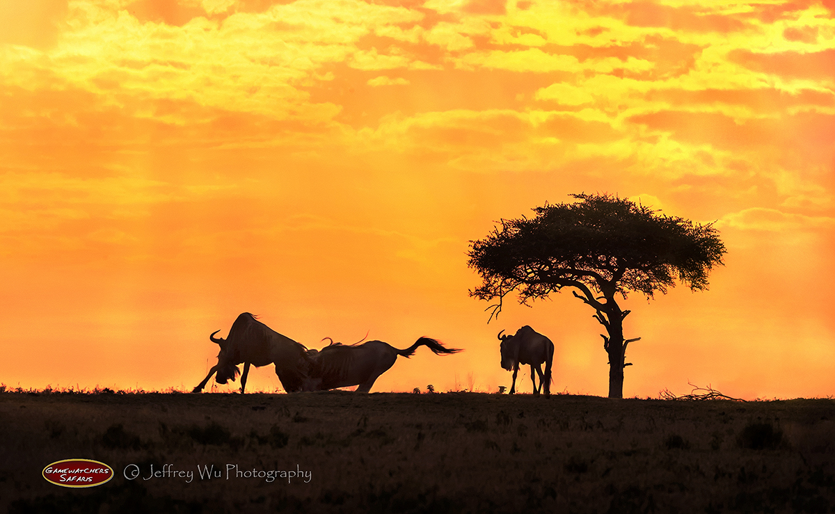 Gamewatchers Safaris - Best Safari Companies Kenya Safaris Porini Camps Africa