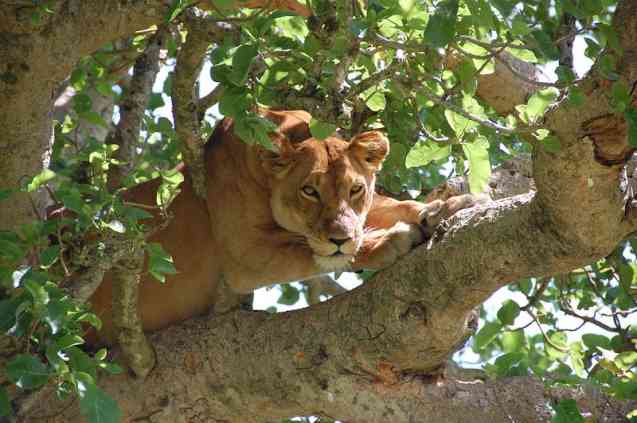 Can lions climb trees? See tree climbing lions in Africa