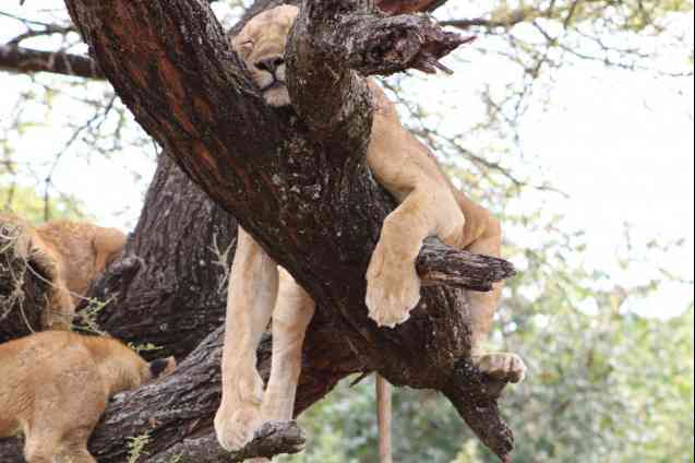 Can lions climb trees? See tree climbing lions in Africa
