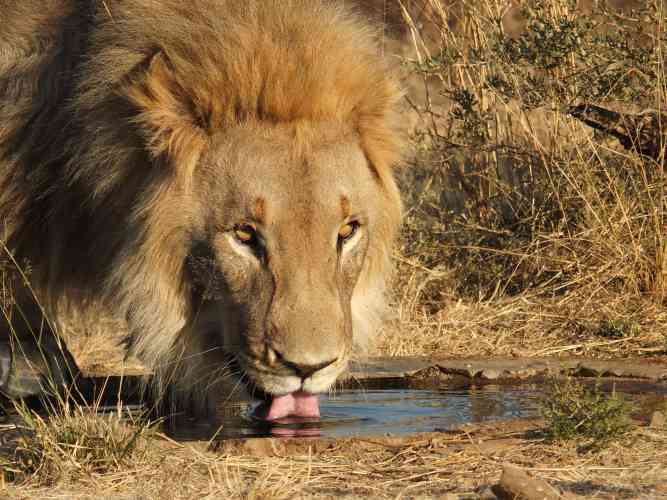 Best African Wildlife Webcams | Live Wildlife Cameras Africa