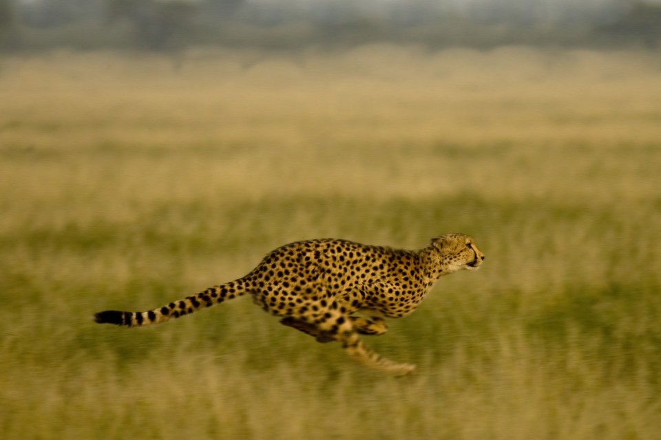 Cheetah vs Leopard: What's the difference? African Big Cats
