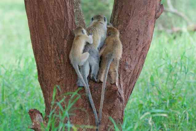 Why Visit Tarangire National Park Tanzania