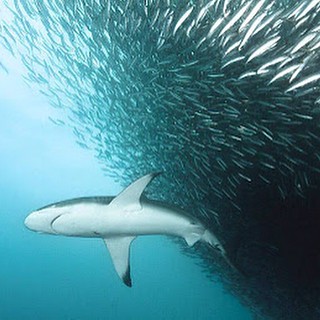 The Great Migration Africa & More African Animal Migrations