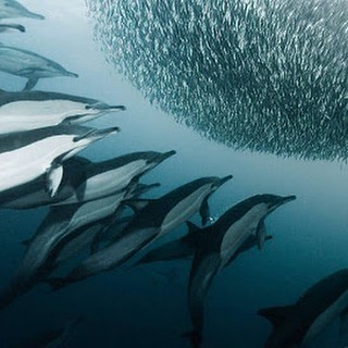The Great Migration Africa & More African Animal Migrations