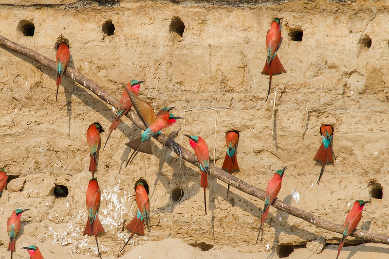 Biggest Animal Migrations Africa: Great Migrations When & Where