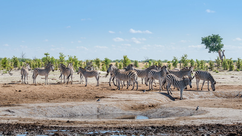 Biggest Animal Migrations Africa: Great Migrations When & Where