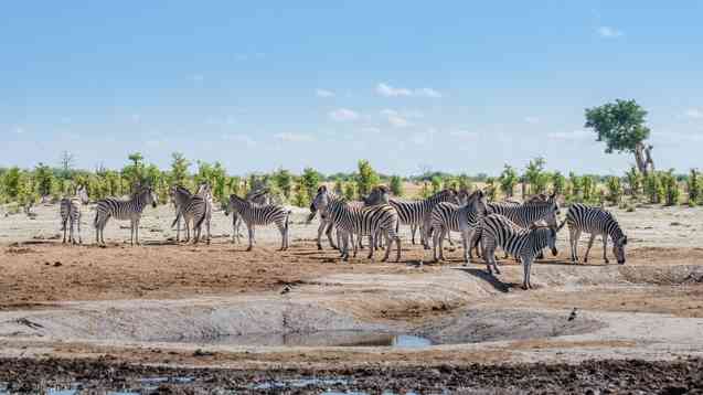 The Great Migration Africa & More African Animal Migrations