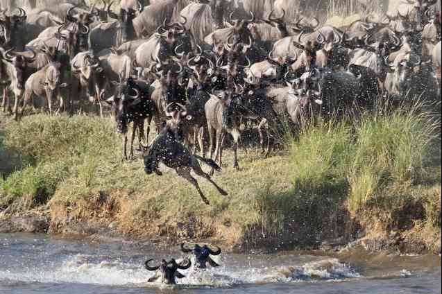 The Great Migration Africa & More African Animal Migrations