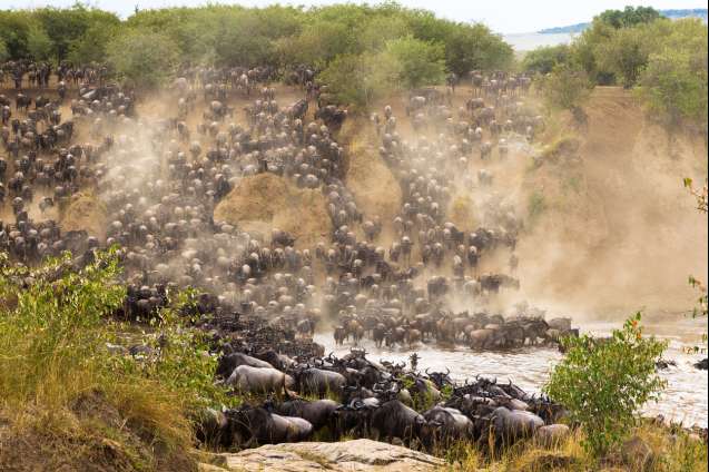 The Great Migration Africa & More African Animal Migrations