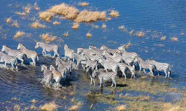 The Great Migration Africa & More African Animal Migrations