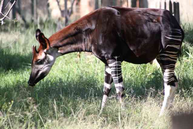 Shy Animals in Africa & Where to See Shy Safari Animals of Africa