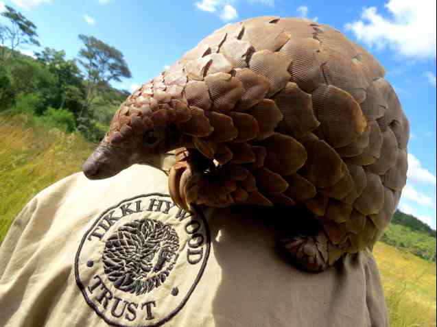 Shy Animals in Africa & Where to See Shy Safari Animals of Africa