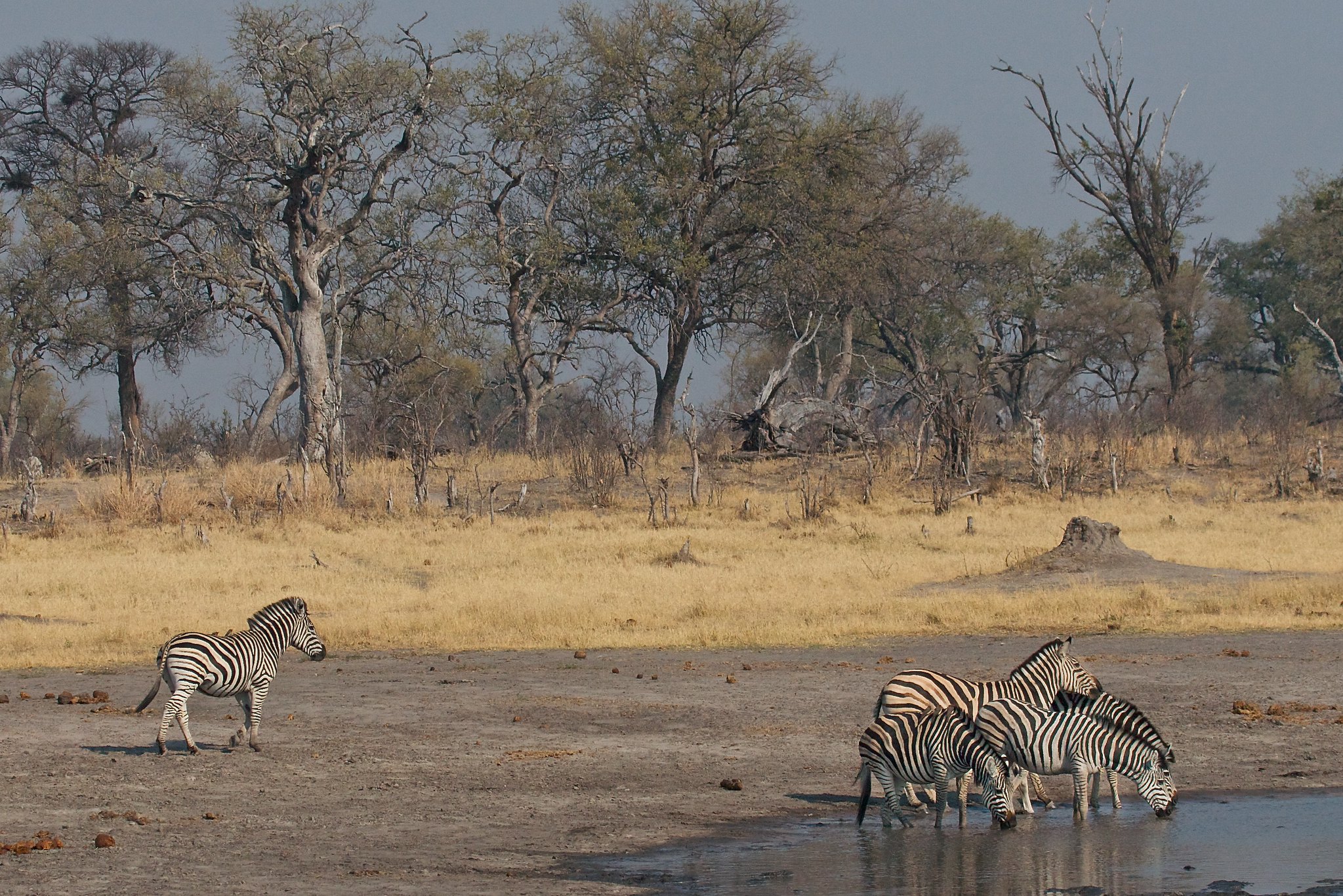 Best places to visit in Africa: Beach & Safari Vacations for Winter Break